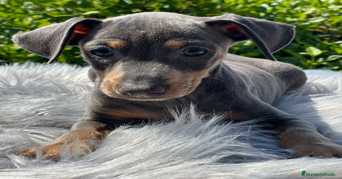 Mini pincher en venta en | MundoAnimalia