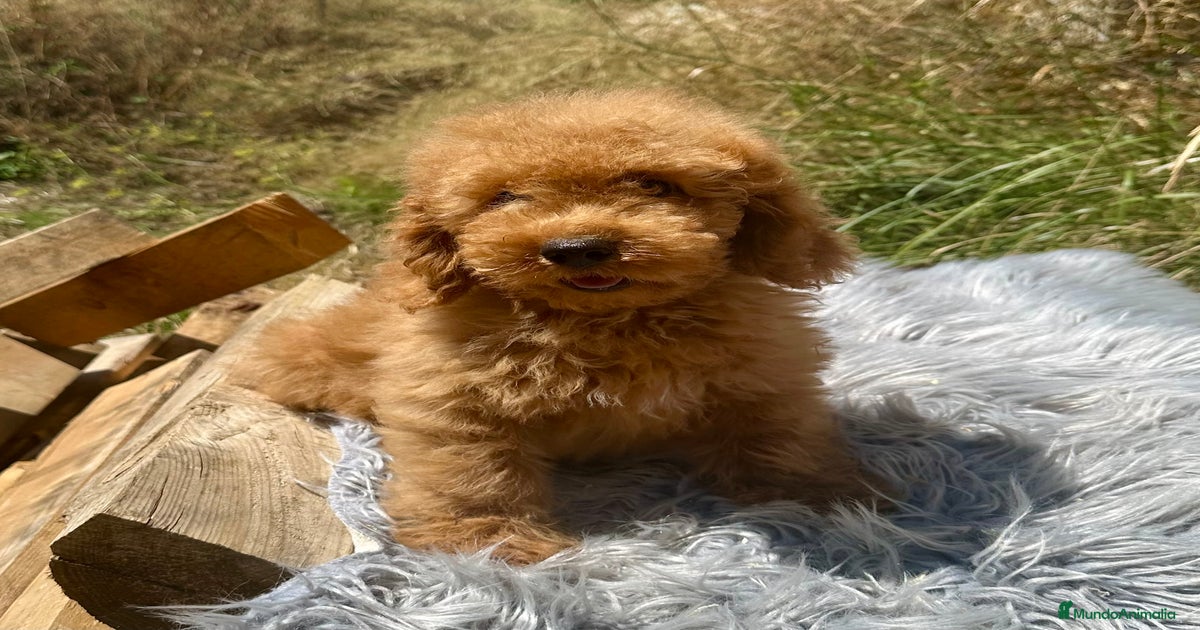ÚLTIMO MACHITO CANICHE DISPONIBLE en venta en Santpedor | MundoAnimalia