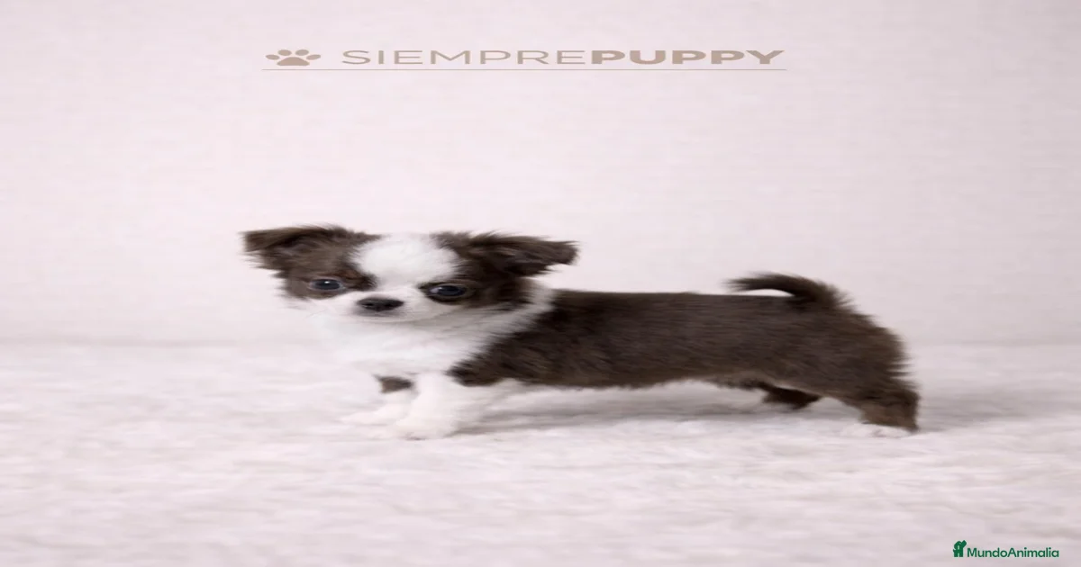 CHIHUAHUA TOY CHOCOLATE PELO LARGO en venta en Madrid | MundoAnimalia