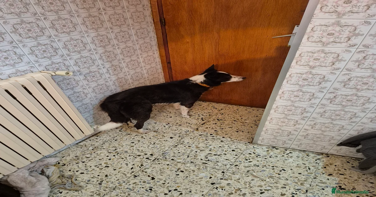 Border collie en venta en Bagà | MundoAnimalia