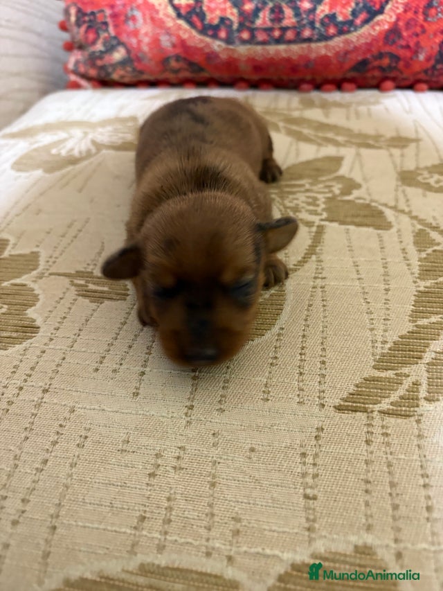 Teckel miniatura Merle chocolate precioso macho en venta en Madrid ...