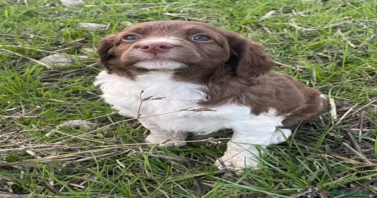 Epagneul bretón en venta en Teruel | MundoAnimalia
