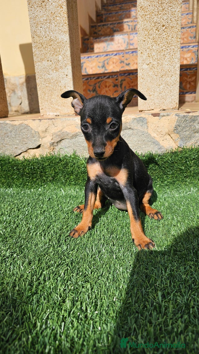 Espectaculares mini pincher en venta en Orihuela | MundoAnimalia