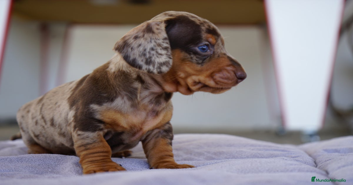 🐾 Kodat, Byron, Curry y Florentina – Teckel 🐾 en venta en Madrid ...