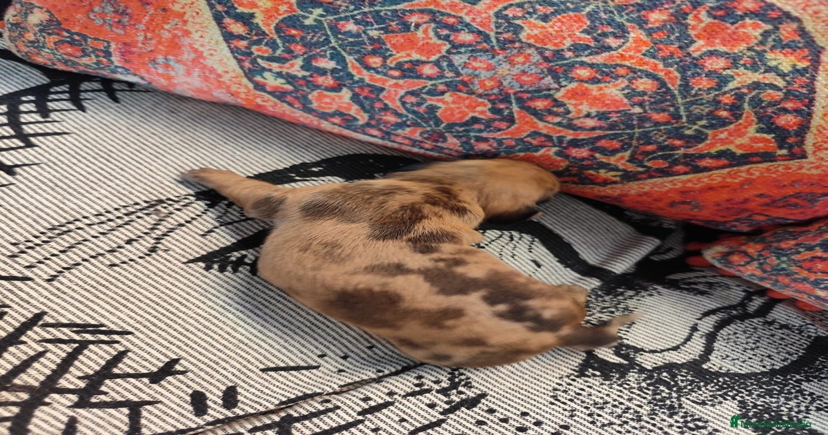 TECKEL KANINCHEN HEMBRA MERLE CHOCOLATE en venta en Valencia ...
