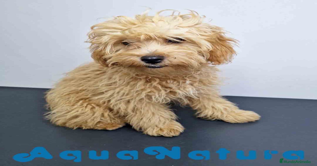 Havapoo Macho Apricot de Haya y Can AQUANATURA en venta en Barcelona ...