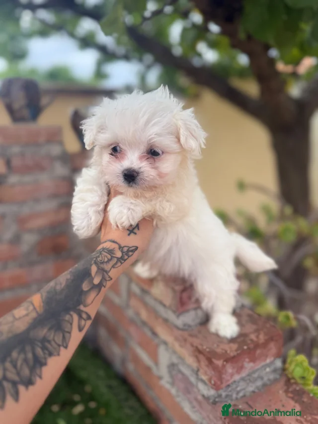 Bichon maltés macho disponible en venta en Granada | MundoAnimalia