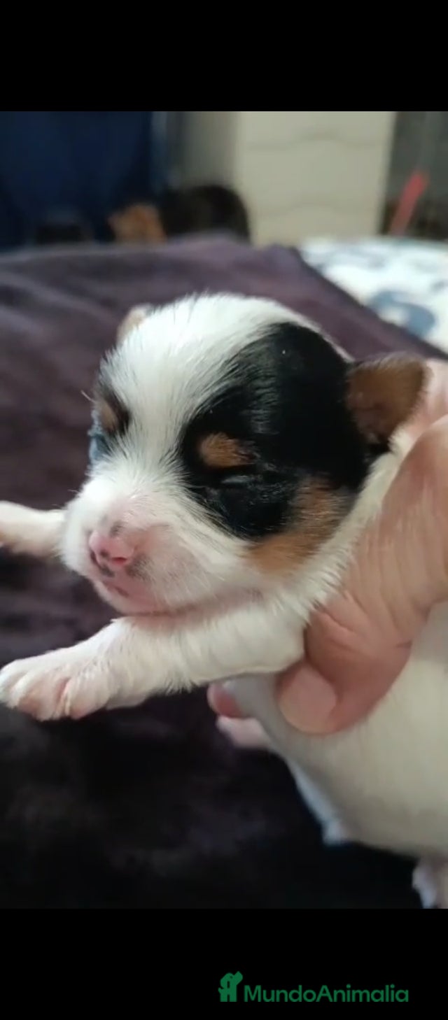 Yorkshire biewer toy en venta en Málaga | MundoAnimalia