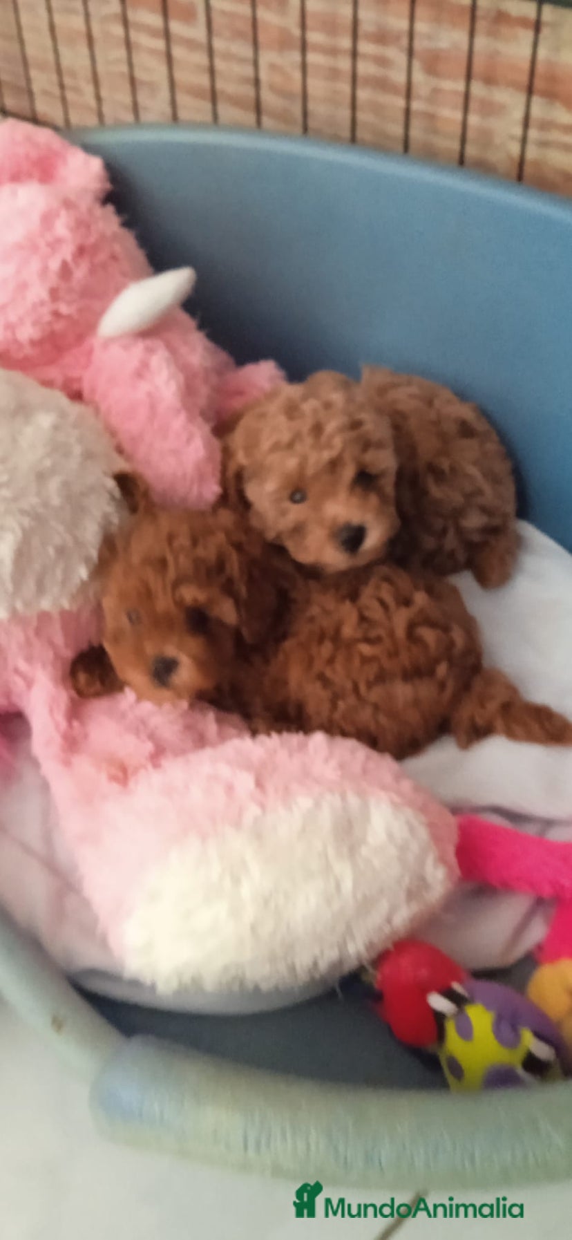 Caniche mini toy en venta en Montroy | MundoAnimalia