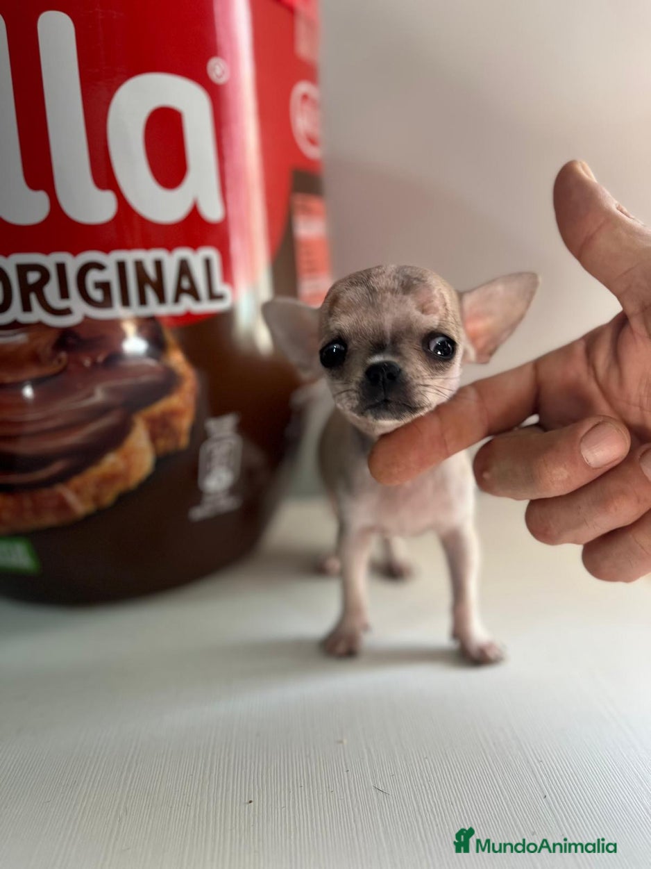 Billy Perros Raza - Características, Fotos & Precio | MundoAnimalia