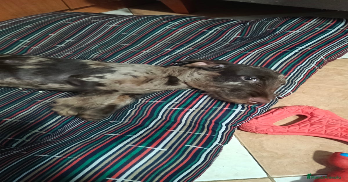Tekel en adopcion en Barcelona | MundoAnimalia