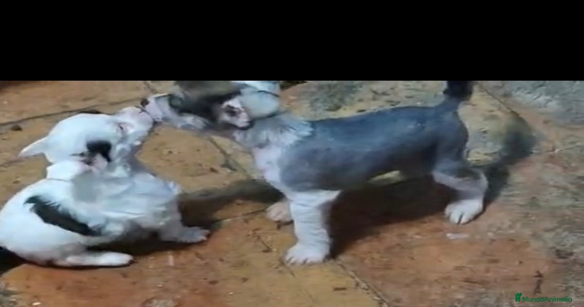 Increíbles crestado chino!!! en venta en Beniel | MundoAnimalia