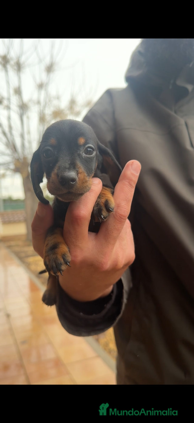 TECKEL KANINCHEN NEGRO FUEGO en venta en Valencia | MundoAnimalia