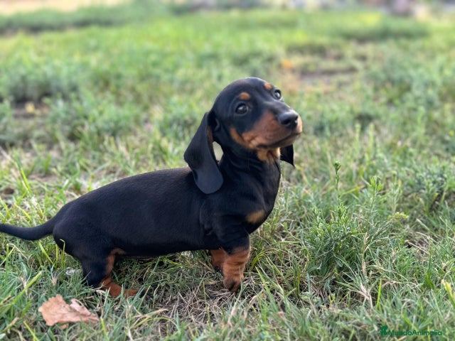 TECKEL KANINCHEN NEGRO FUEGO en venta en Valencia | MundoAnimalia