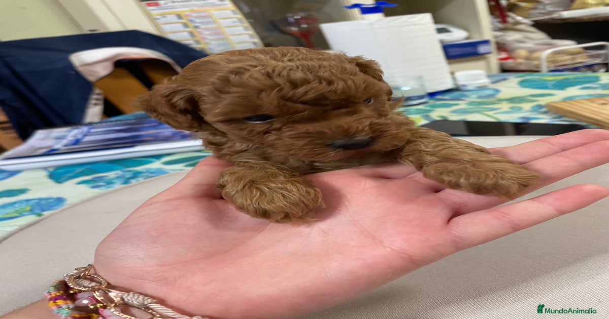 CANICHE TOY ROJO en venta en Barcelona | MundoAnimalia