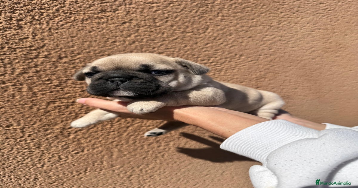 Machito fawn en venta en Tarragona | MundoAnimalia