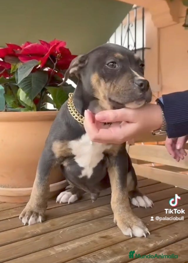 Cachorros Pitbull merle exóticos en venta en Arcos de la Frontera ...