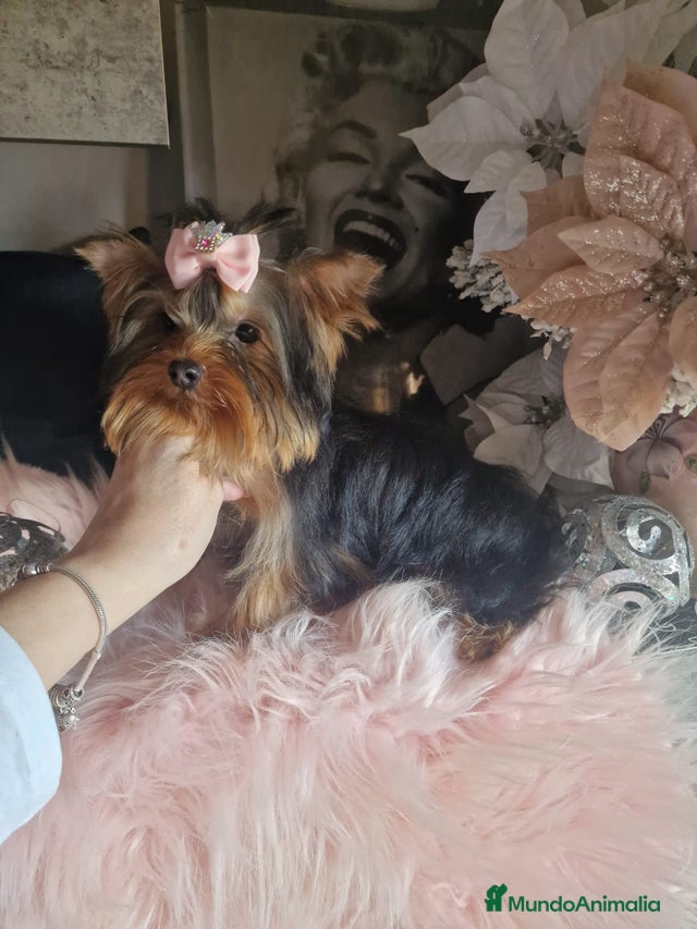 Hembra disponible yorkshire terrier en venta en Leioa | MundoAnimalia