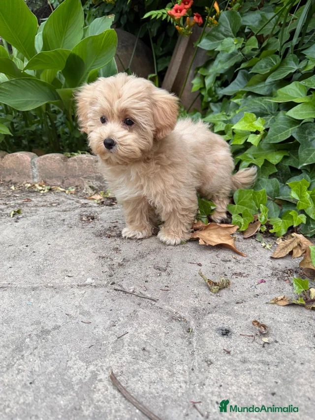 Maltipoo con toda la vacunación completa !! en venta en Villares del ...