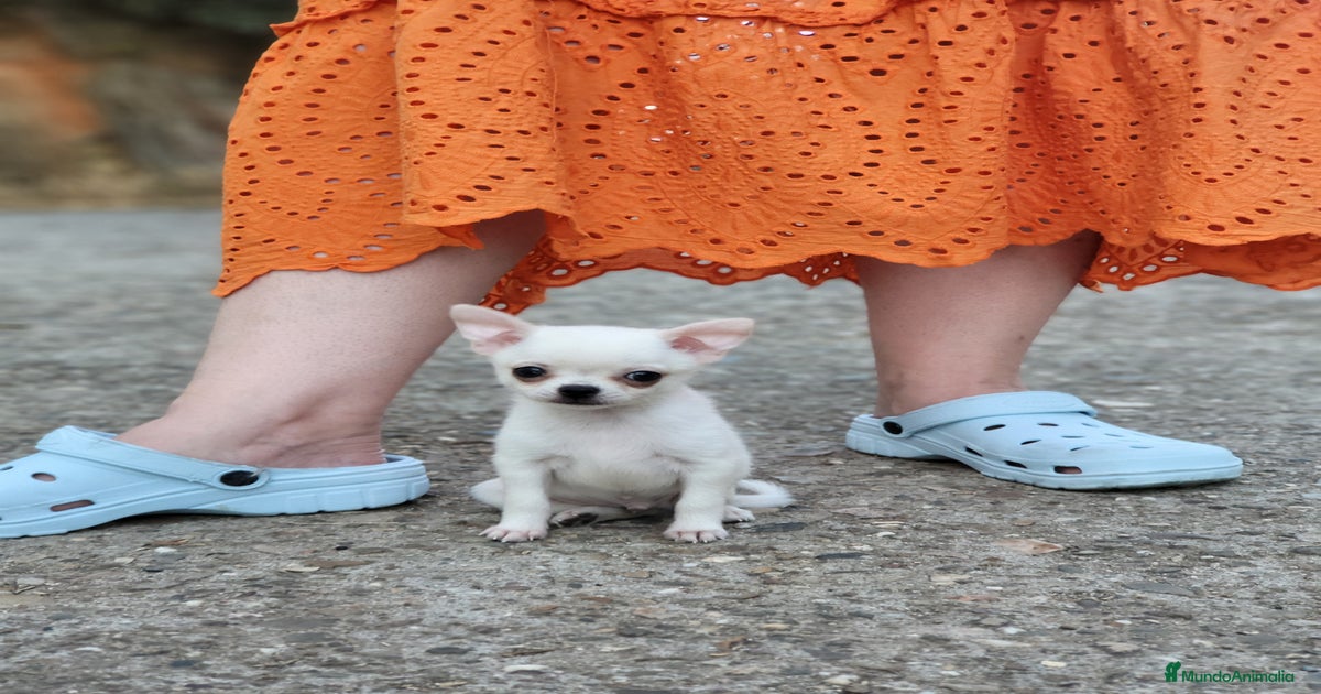 Machito blanco en venta en Madrid | MundoAnimalia