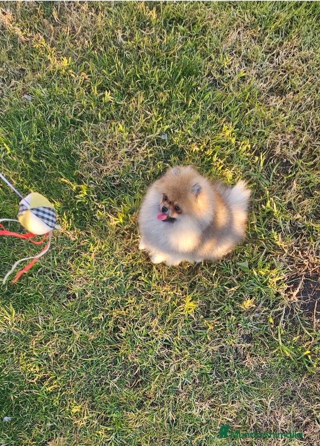 ESPECTACULAR POMERANIA MACHITO en venta en Jaén | MundoAnimalia