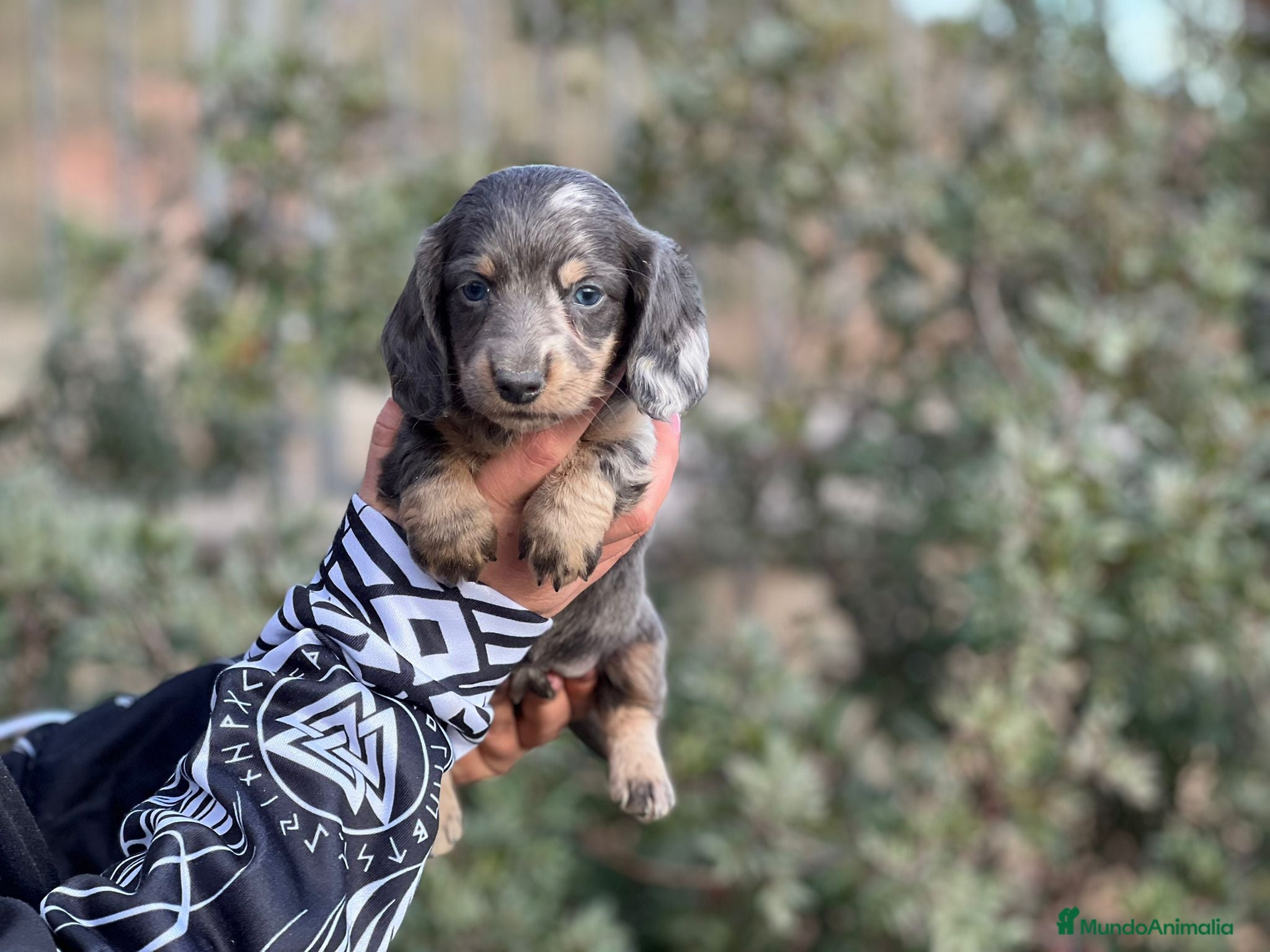 TECKEL EXCLUSIVO PELO LARGO en venta en | MundoAnimalia