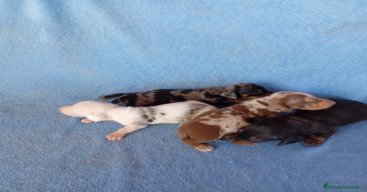 Tekel espectacular en venta en Barcelona | MundoAnimalia