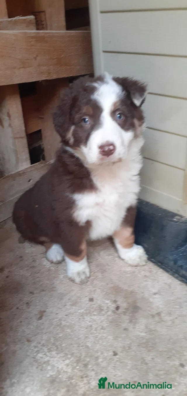 Boder collie Getafe en venta en Navalcarnero | MundoAnimalia