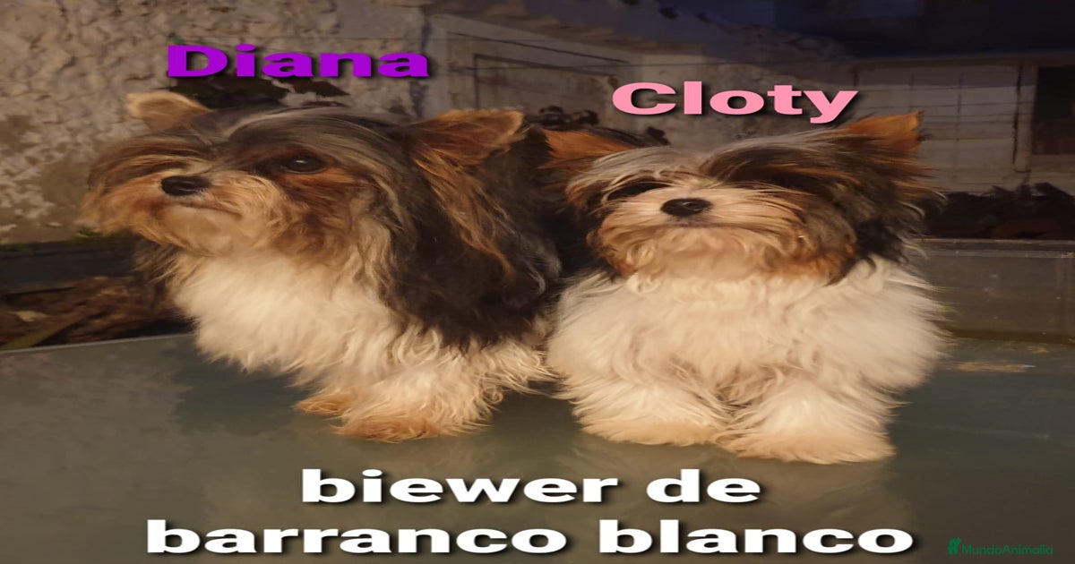 Biewer hembra toy con pedigree en venta en Granada | MundoAnimalia