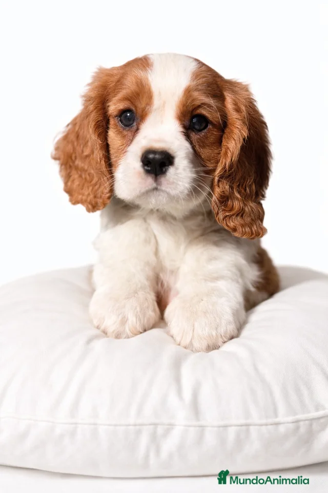 Cavalier color Blenheim en venta en Piera | MundoAnimalia