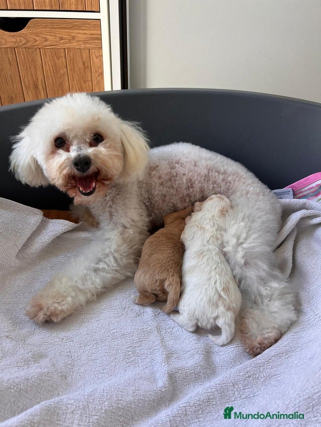 Maltipoo mini en venta en Carmona | MundoAnimalia