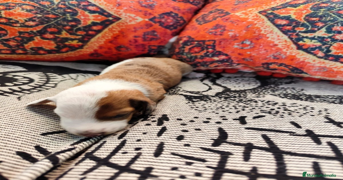 TECKEL KANINCHEN MACHO MERLE CHOCO BLANCO en venta en Barcelona ...