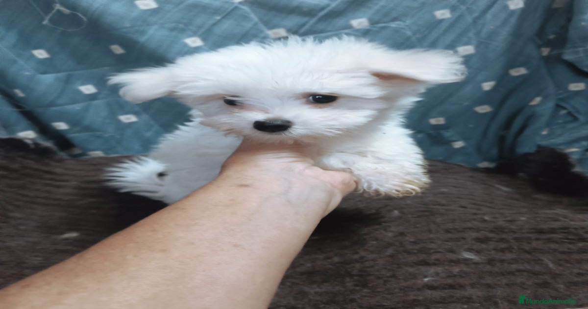 MACHITO CHIQUITIN DE BICHÓN MALTÉS en venta en Lorca | MundoAnimalia