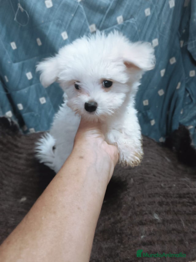 MACHITO CHIQUITIN DE BICHÓN MALTÉS en venta en Lorca | MundoAnimalia