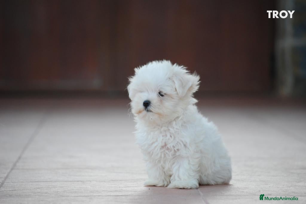 Bichon Maltes Mini en venta en Murcia | MundoAnimalia