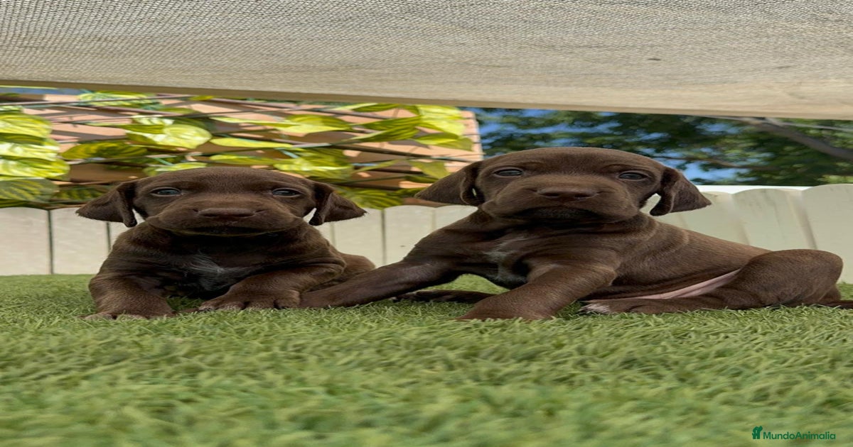 BRACO ALEMAN MACHOS CHOCOLATES en venta en Lebrija | MundoAnimalia