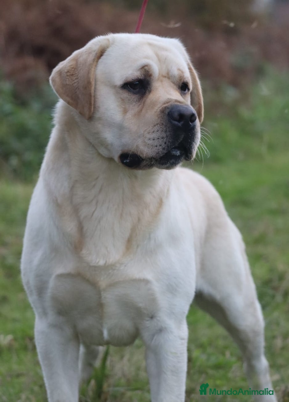 Weimaraner Perros Raza - Características, Fotos & Precio | MundoAnimalia