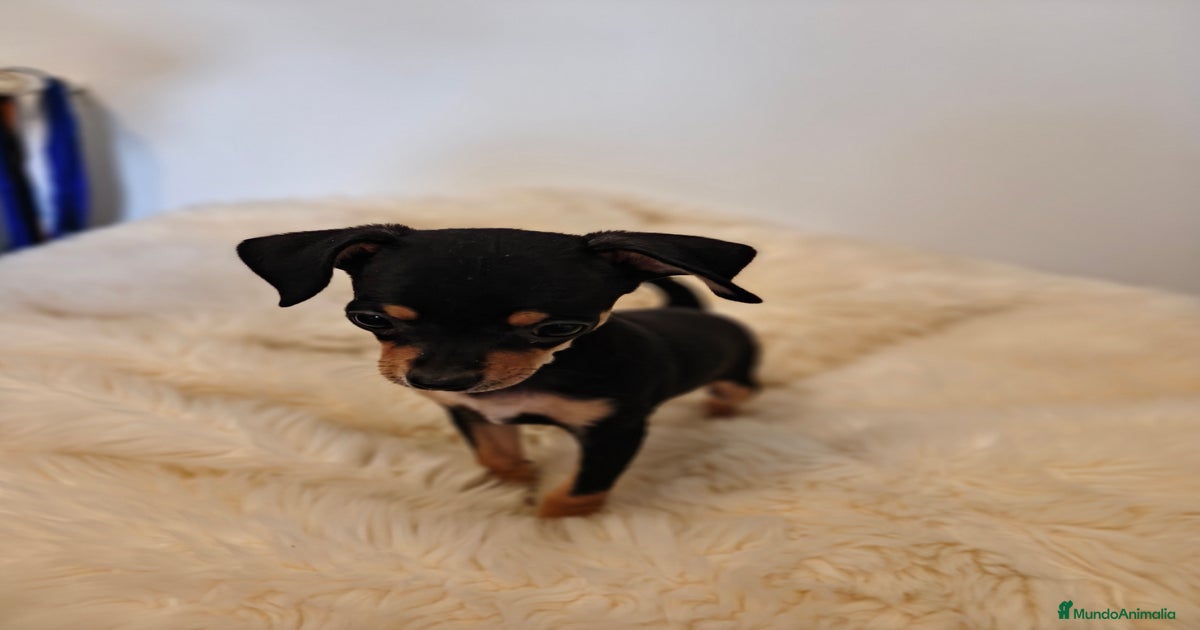 Mini pincher en venta en La Eliana | MundoAnimalia