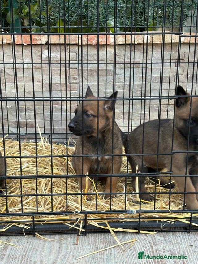 Cachorros Malinois en venta en Archena | MundoAnimalia