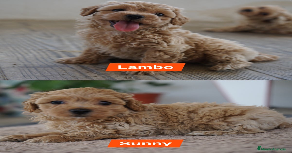 🐶 SUNNY Y LAMBO, PEQUEÑOS MALTIPOO 🐶 en venta en Madrid | MundoAnimalia