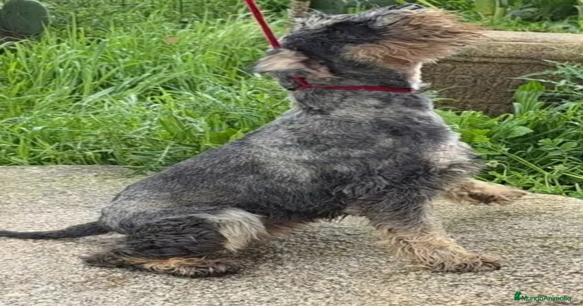 Schnauzer mini sal y pimienta en venta en Almonaster la Real ...