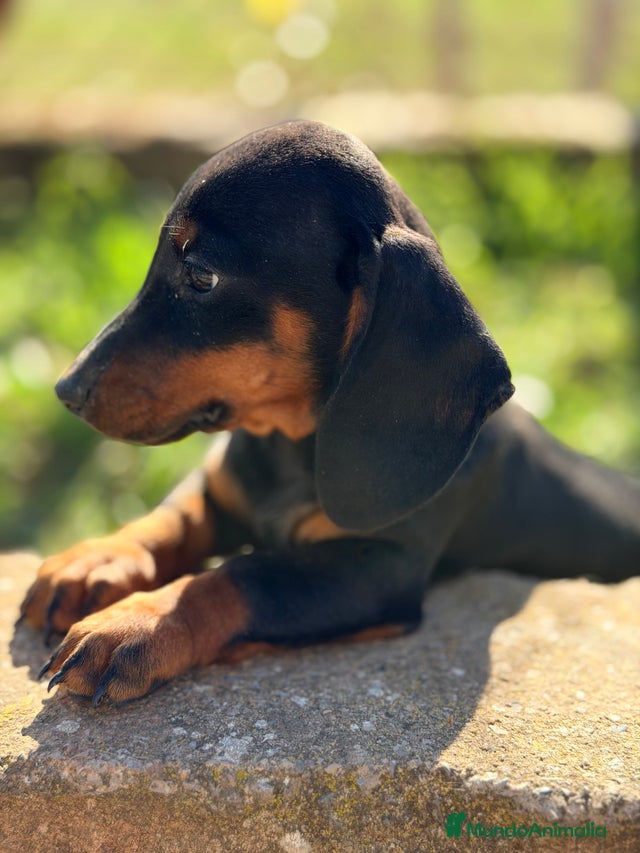 Teckel negro fuego mini en venta en Piera | MundoAnimalia