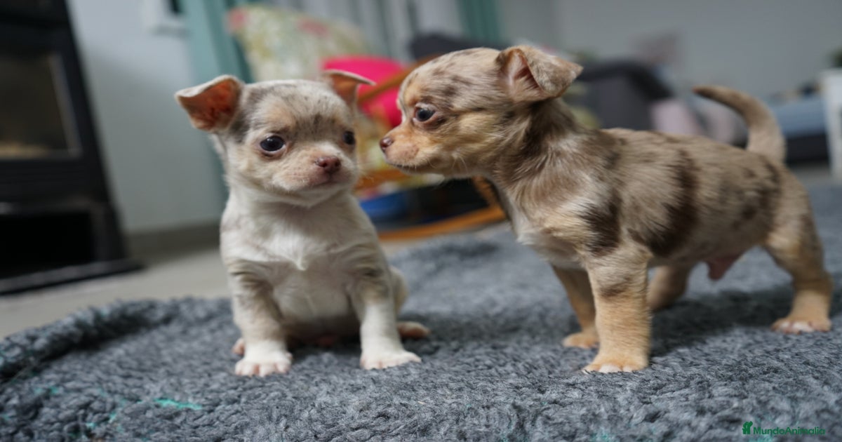 CHIHUAHUAS MERLE MACHOS en venta en Madrid | MundoAnimalia