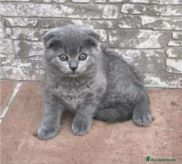 Scottish fold en venta en Ullastrell | MundoAnimalia