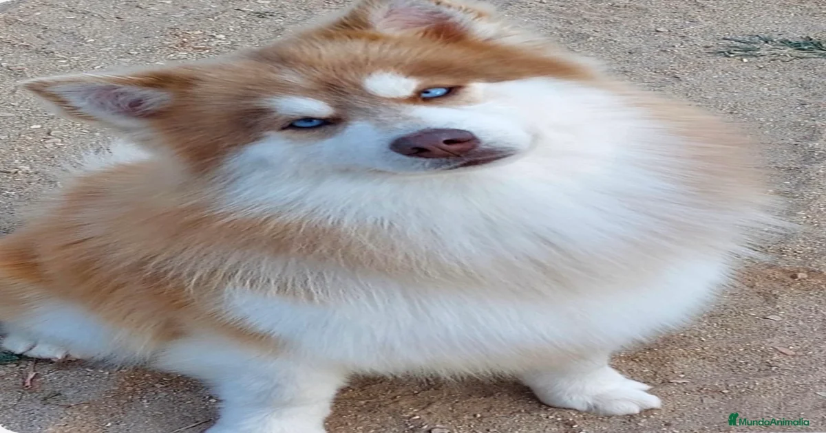Macho pomsky en venta en Denia | MundoAnimalia