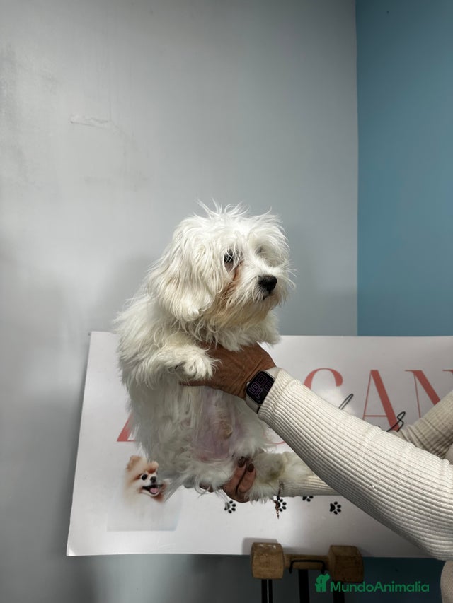 Último machito Bichón Maltés disponible en venta en Bigues i Riells ...
