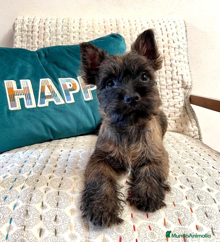 Labradoodle Perros Raza - Características, Fotos & Precio | MundoAnimalia