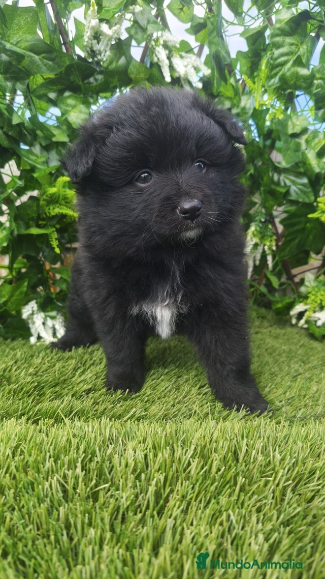 Bordercollie mini( borderpom) en venta en Zalamea de la Serena | MundoAnimalia