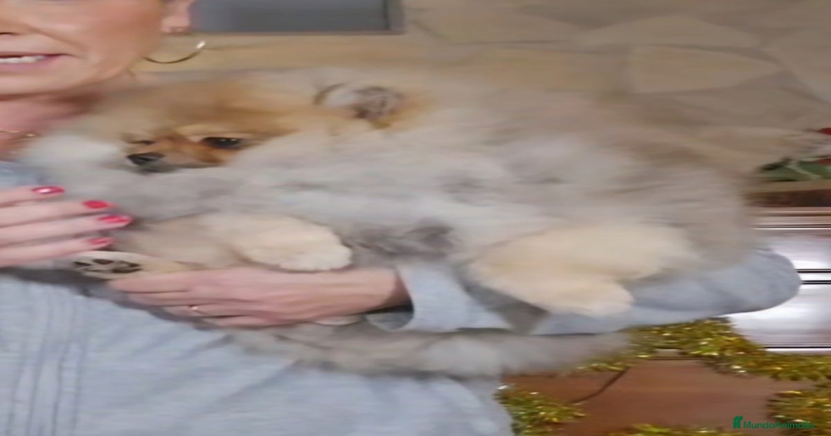 ESPECTACULAR POMERANIA MACHITO en venta en Jaén | MundoAnimalia