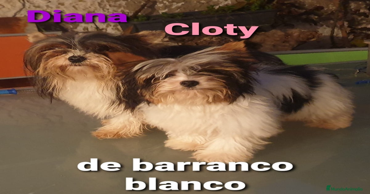 Biewer con pedigree toy en venta en Granada | MundoAnimalia
